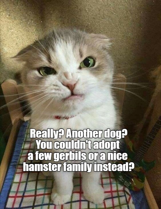 Not pleased with your choice - Lolcats - lol | cat memes | funny cats ...
