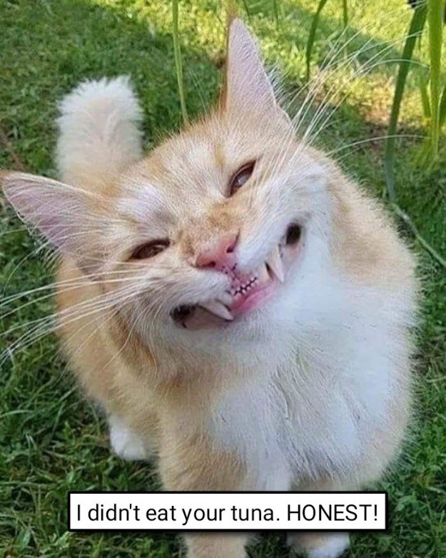 I swear! - Lolcats - lol | cat memes | funny cats | funny cat pictures ...