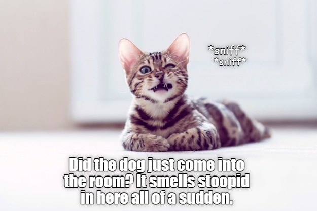 *sniff* *sniff* - Lolcats - lol | cat memes | funny cats | funny cat ...