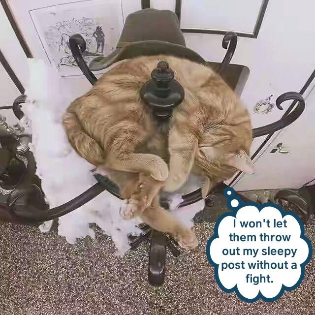 Kitty holds the line - Lolcats - lol | cat memes | funny cats | funny ...