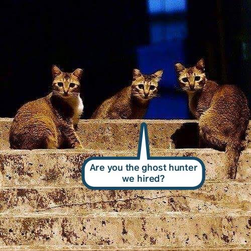 Cats have second sight - Lolcats - lol | cat memes | funny cats | funny ...