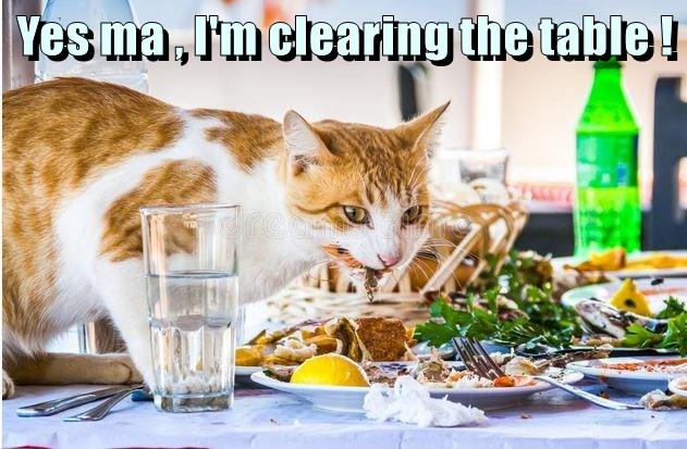 Yes ma , I'm clearing the table ! - Lolcats - lol | cat memes | funny ...