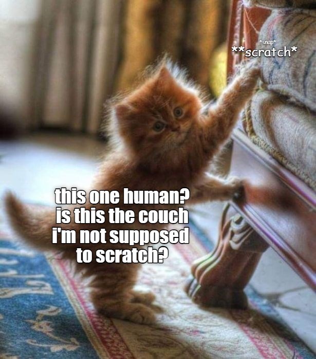 Is this the couch? - Lolcats - lol | cat memes | funny cats | funny cat ...