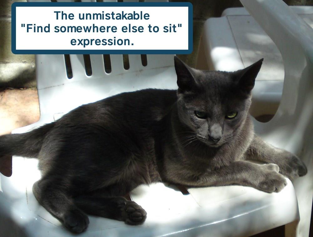 Keep moving - Lolcats - lol | cat memes | funny cats | funny cat ...