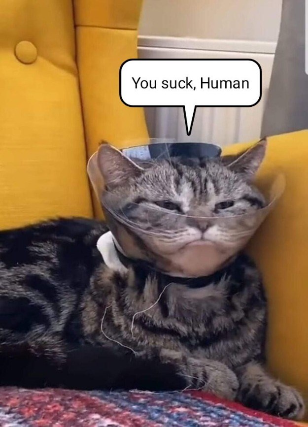 Kitty hassa angry - Lolcats - lol | cat memes | funny cats | funny cat ...