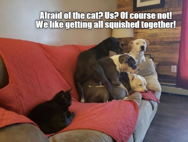 We always sit like this - I Has A Hotdog - Dog Pictures - Funny ...