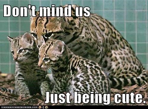 Inconspicuous Cheetahs - I Can Has Cheezburger?