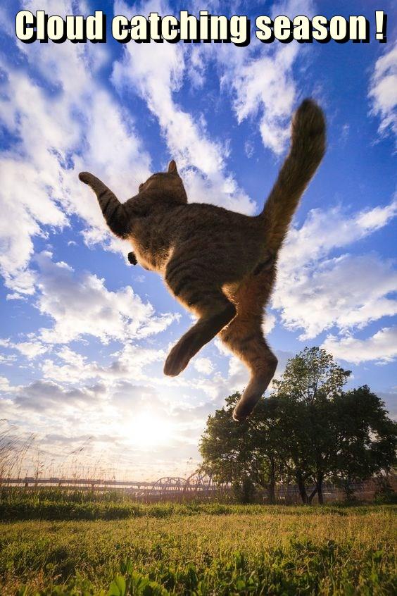 Cloud catching season ! - Lolcats - lol | cat memes | funny cats ...