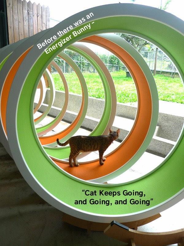 Furrunner to the Energizer Bunny - Lolcats - lol | cat memes | funny ...