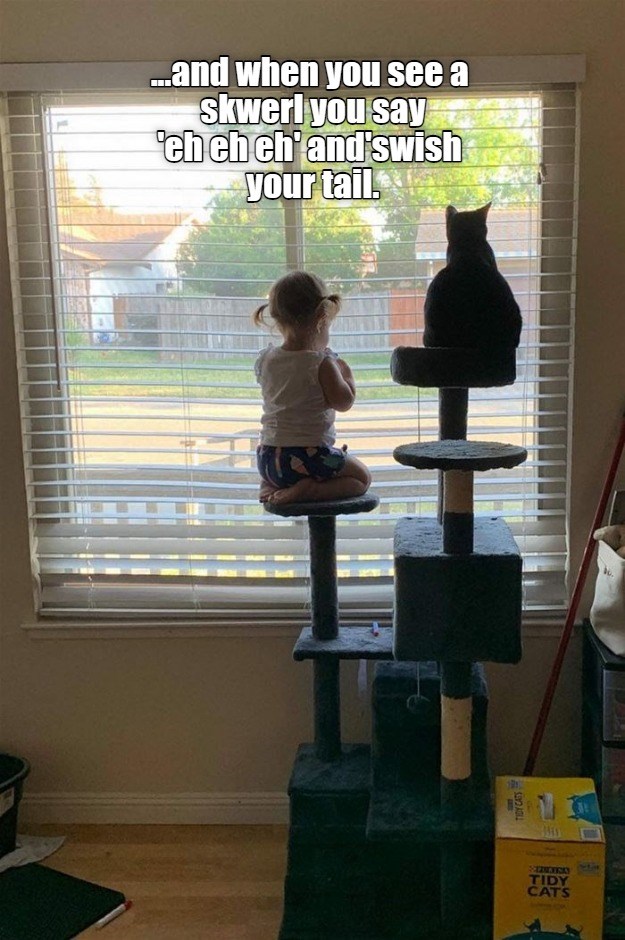 How to cat - lesson 1 - Lolcats - lol | cat memes | funny cats | funny ...