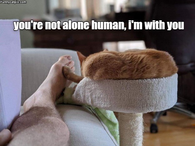 you're not alone human, i'm with you - Lolcats - lol | cat memes ...