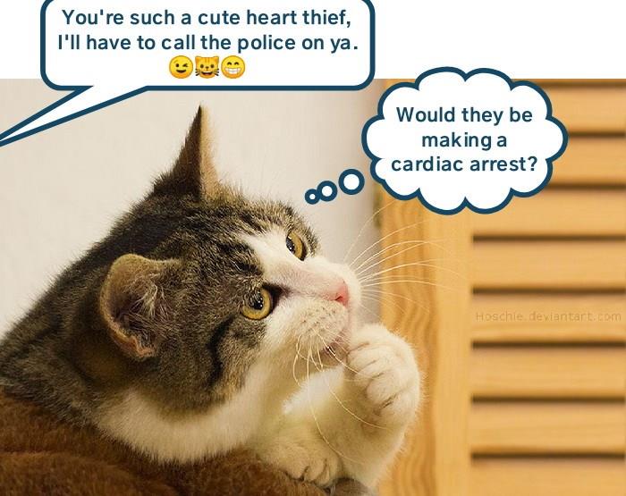 Heart thief - Lolcats - lol | cat memes | funny cats | funny cat ...