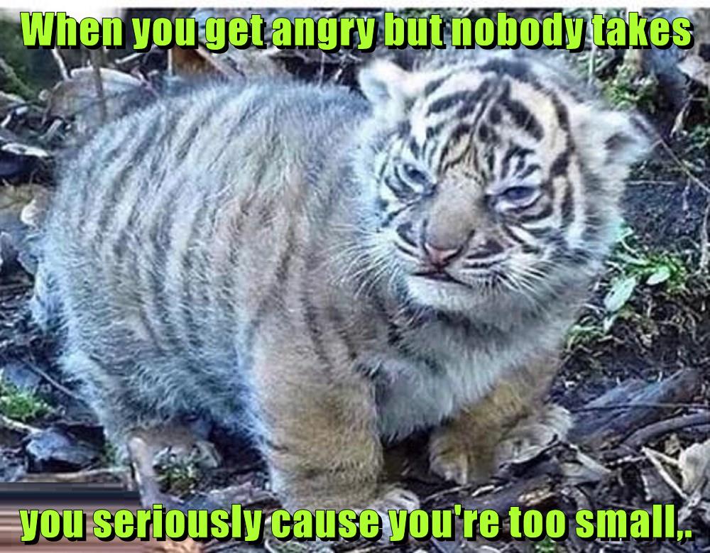 Too small,. - Animal Comedy - Animal Comedy, funny animals, animal gifs