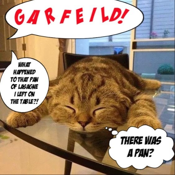 Well that explains the tummy ache... - Lolcats - lol | cat memes ...