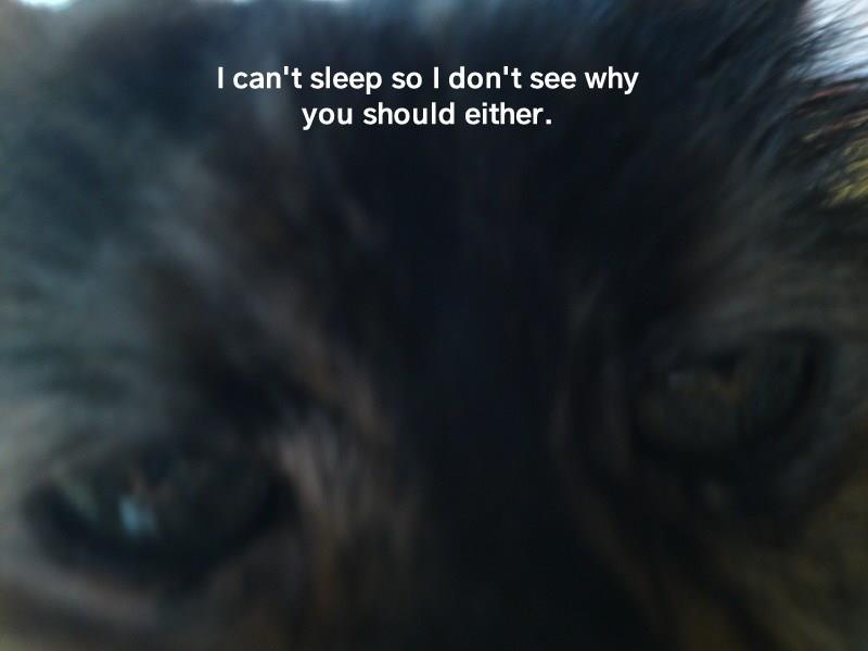 Bleary-eyed - Lolcats - lol | cat memes | funny cats | funny cat ...