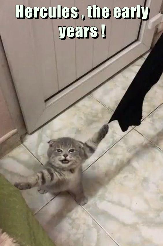 Hercules , the early years ! - Lolcats - lol | cat memes | funny cats ...