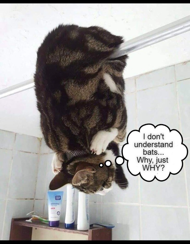 Because, bats. - Lolcats - lol | cat memes | funny cats | funny cat ...