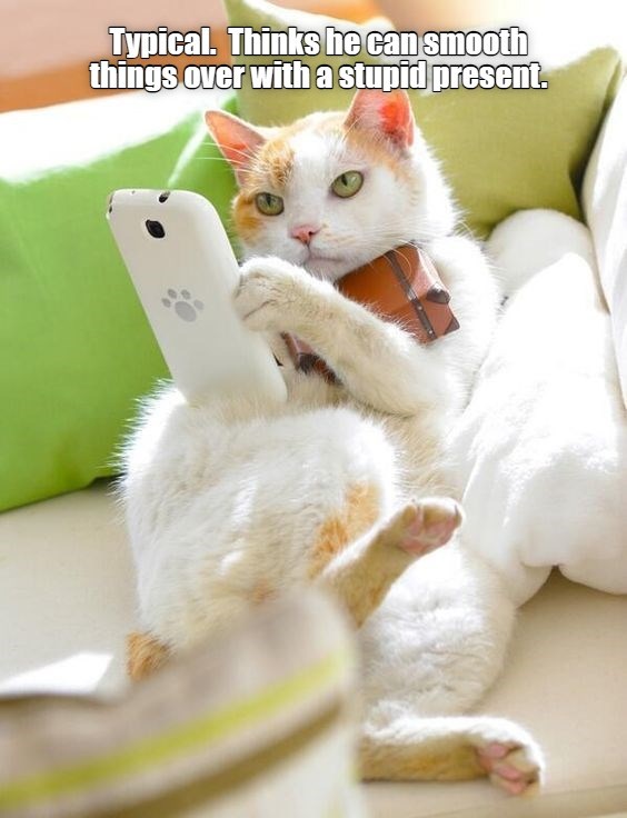 Typical - Lolcats - lol | cat memes | funny cats | funny cat pictures ...