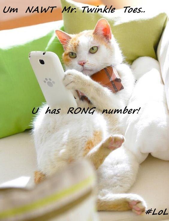RONG number! - Lolcats - lol | cat memes | funny cats | funny cat ...