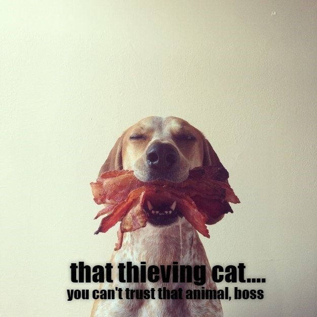 that thieving cat.... - I Has A Hotdog - Dog Pictures - Funny pictures ...