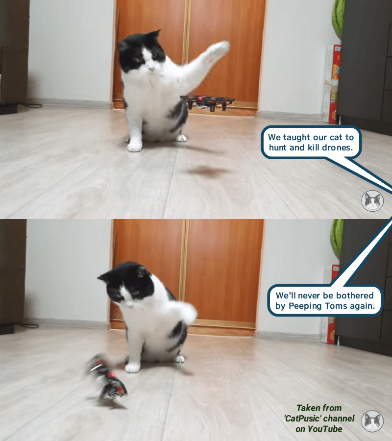 Get 'em, Pusic! - Lolcats - lol | cat memes | funny cats | funny cat ...