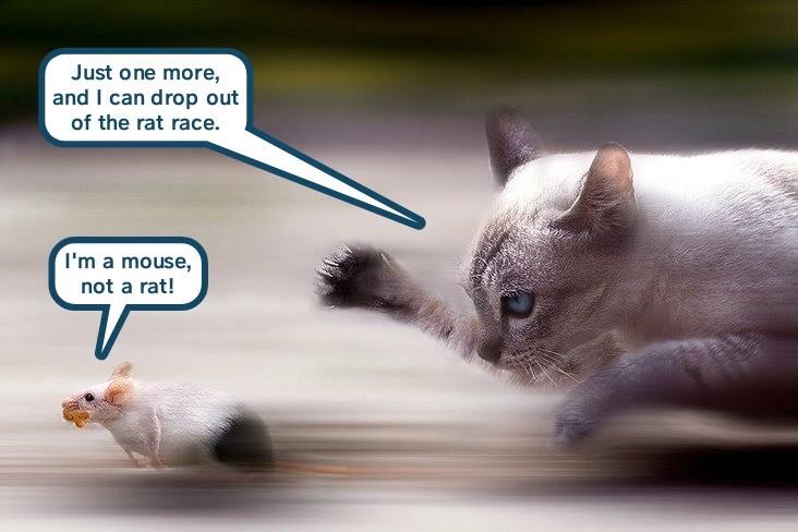 I'm a mouse, not a rat! - Lolcats - lol | cat memes | funny cats ...