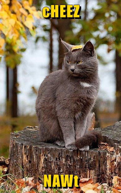 cHEEZ NAWt - Lolcats - lol | cat memes | funny cats | funny cat ...