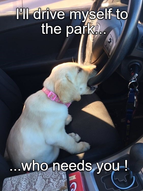 Independent pup ! - I Has A Hotdog - Dog Pictures - Funny pictures of ...