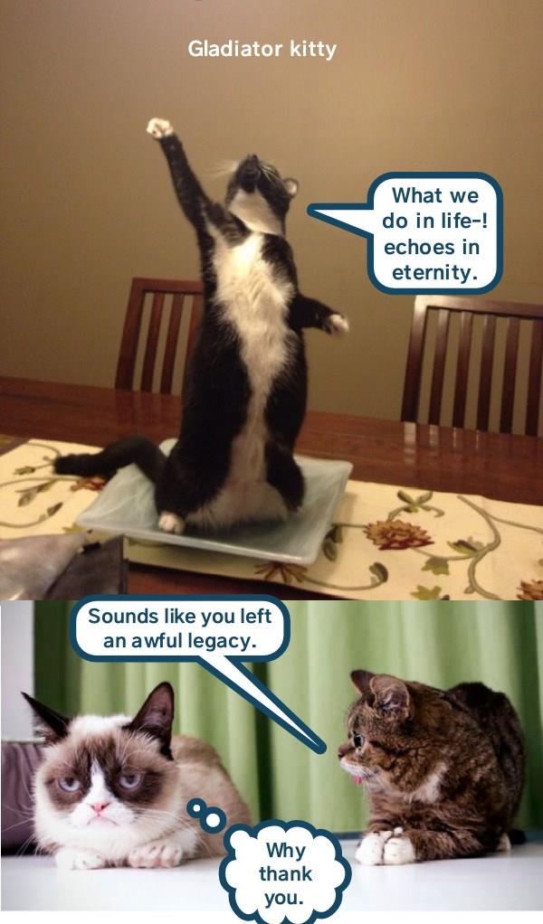 Gladiator kitty - Lolcats - lol | cat memes | funny cats | funny cat ...