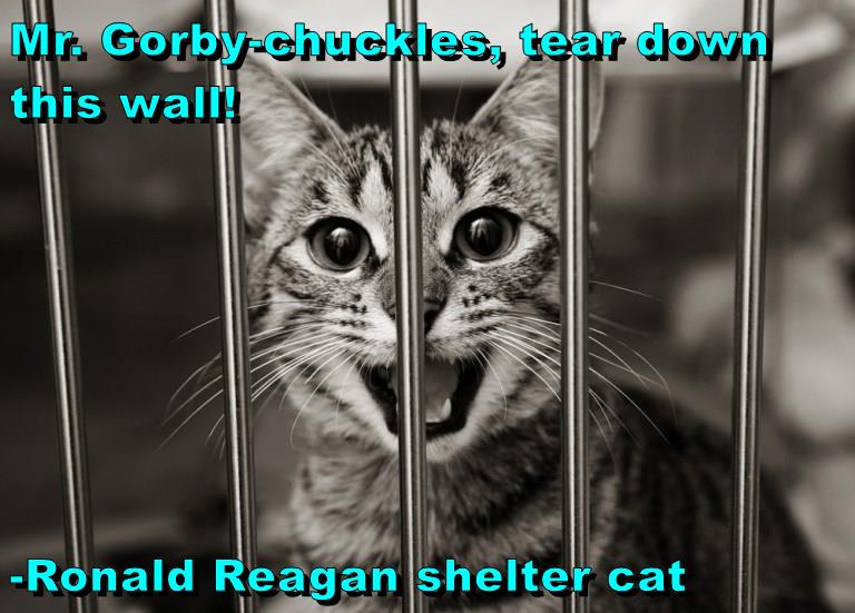 Ronald Reagan shelter cat - Lolcats - lol | cat memes | funny cats ...