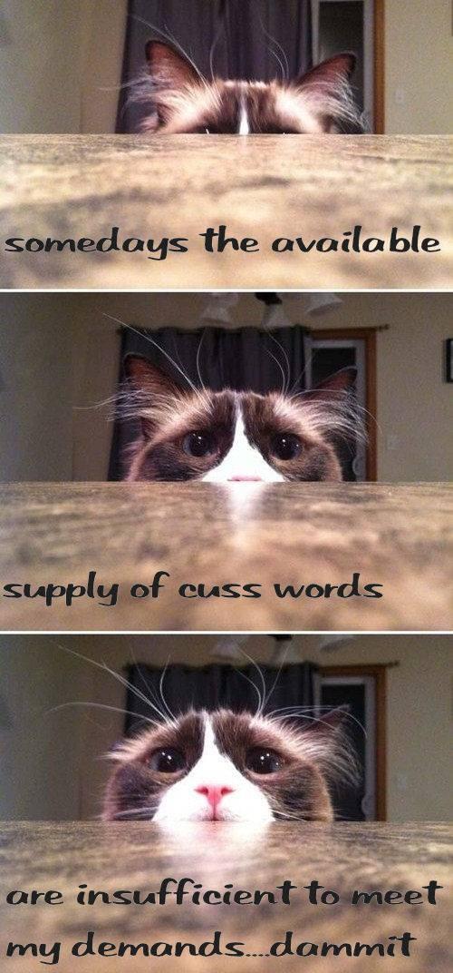 Lessons on Being Snarky - Lolcats - lol | cat memes | funny cats ...