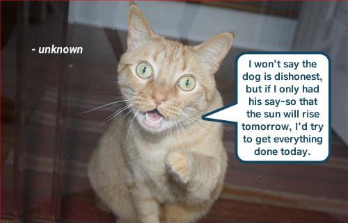 Kitteh's biting wit (via: unknown) - Lolcats - lol | cat memes | funny ...