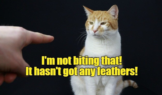 It hasn't got any feathers! - Lolcats - lol | cat memes | funny cats ...