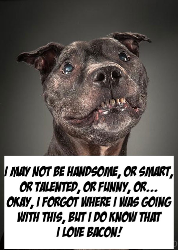 Honest Self-Assessment - I Has A Hotdog - Dog Pictures - Funny pictures ...