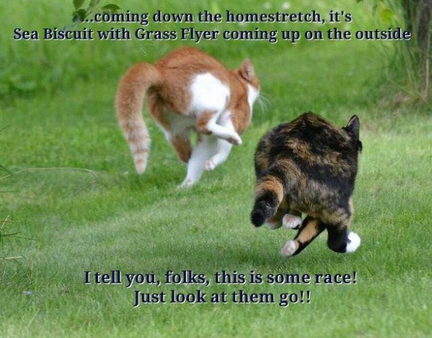 What a race! - Lolcats - lol | cat memes | funny cats | funny cat ...