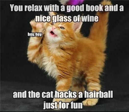 I wait for them to clean it up too - Lolcats - lol | cat memes | funny ...