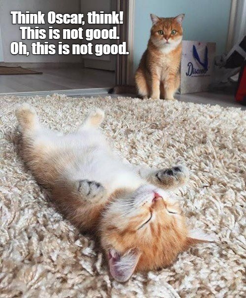 Oh, this is not good! - Lolcats - lol | cat memes | funny cats | funny ...
