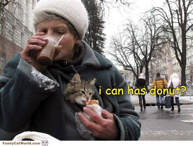 I can has donut? - Lolcats - lol | cat memes | funny cats | funny cat pictures with words on ...