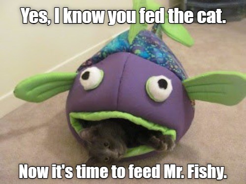 A Cunning Plan - Lolcats - lol | cat memes | funny cats | funny cat ...