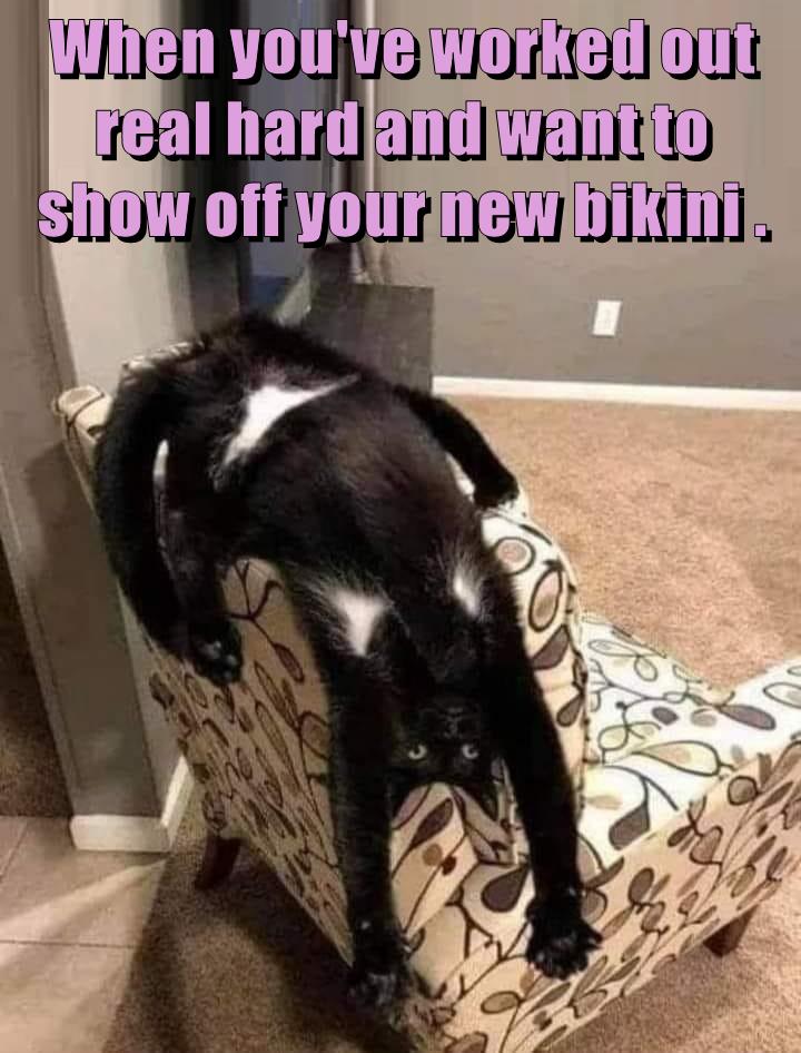 Show off - Lolcats - lol | cat memes | funny cats | funny cat pictures ...