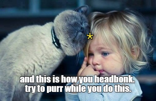 How to cat - lesson 8 - Lolcats - lol | cat memes | funny cats | funny ...