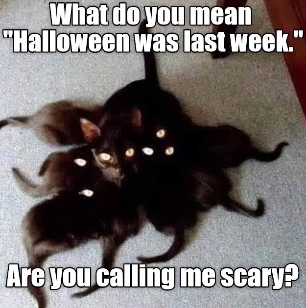 Careful how you answer! - Lolcats - lol | cat memes | funny cats ...