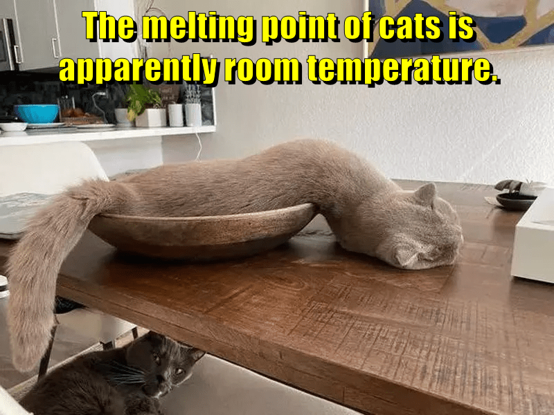 The melting point of cats - Lolcats - lol | cat memes | funny cats ...