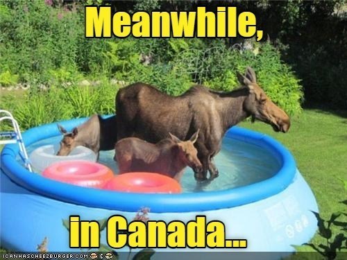 Moose Pool Party - I Can Has Cheezburger?