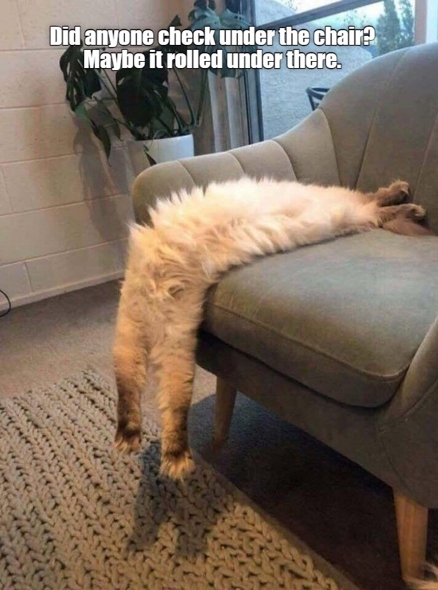 Did anyone check? - Lolcats - lol | cat memes | funny cats | funny cat ...