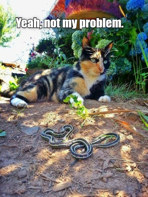 Not my problem - Lolcats - lol | cat memes | funny cats | funny cat ...