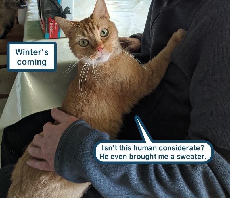 Winter's coming - Lolcats - lol | cat memes | funny cats | funny cat ...