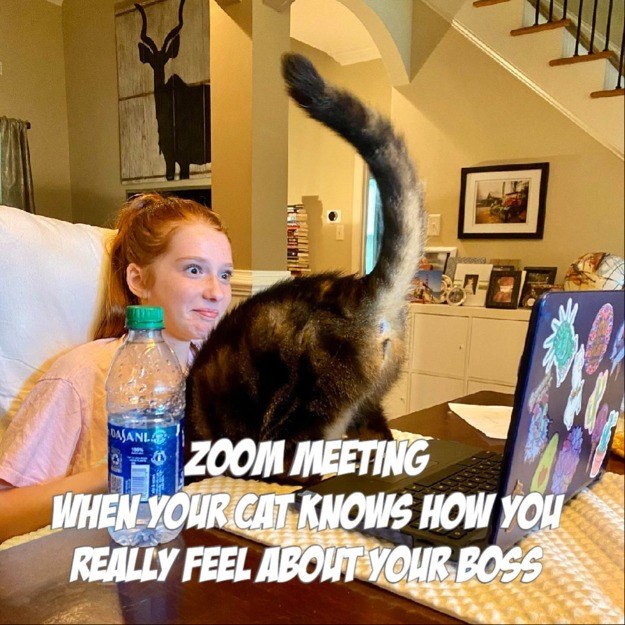 Zoom! - Lolcats - lol | cat memes | funny cats | funny cat pictures ...