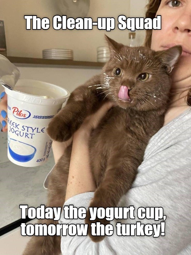 The Clean-up Squad - Lolcats - lol | cat memes | funny cats | funny cat ...