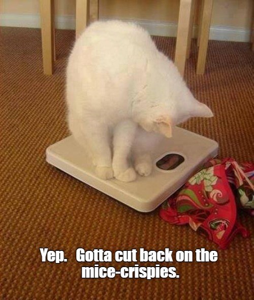 Yep! - Lolcats - lol | cat memes | funny cats | funny cat pictures with ...